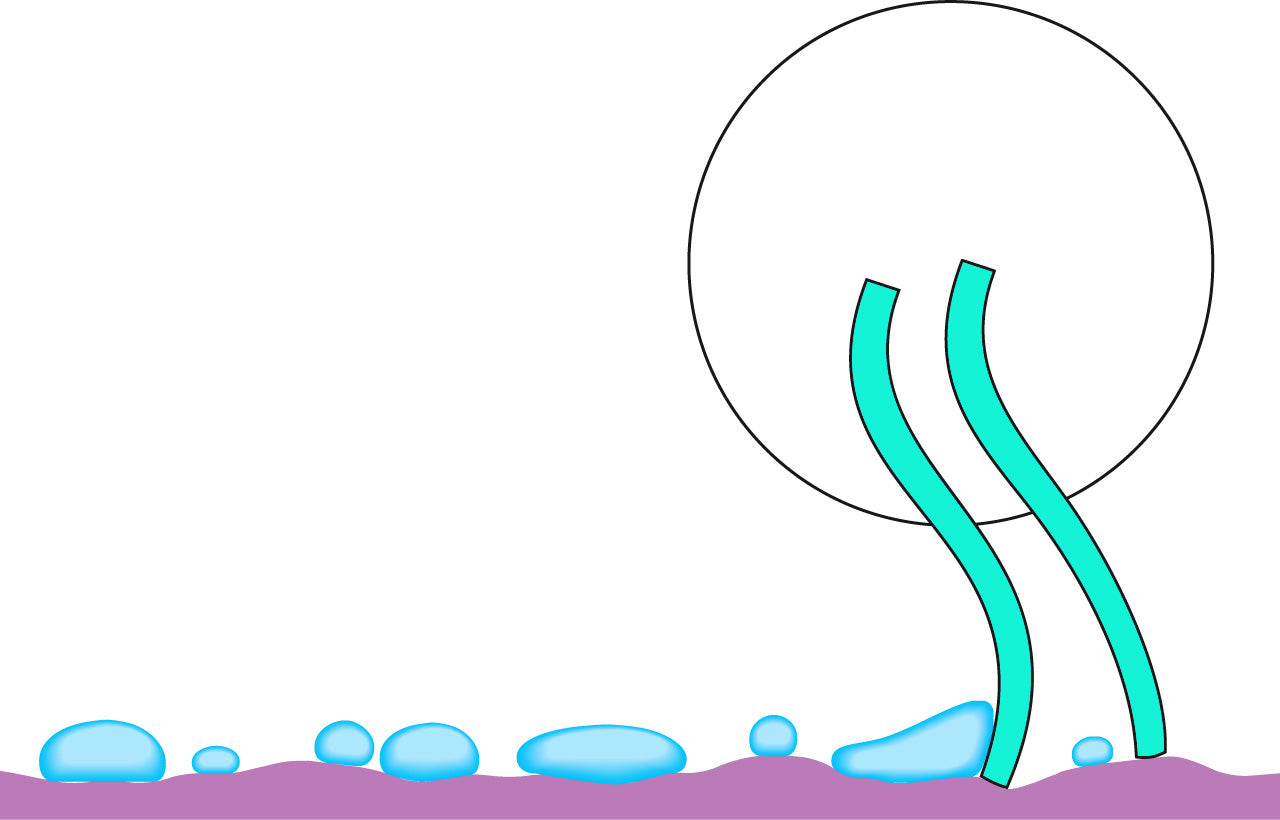 Elite White Dual Blade Squeegee with Silver Chrome Caps – Clerét, Inc